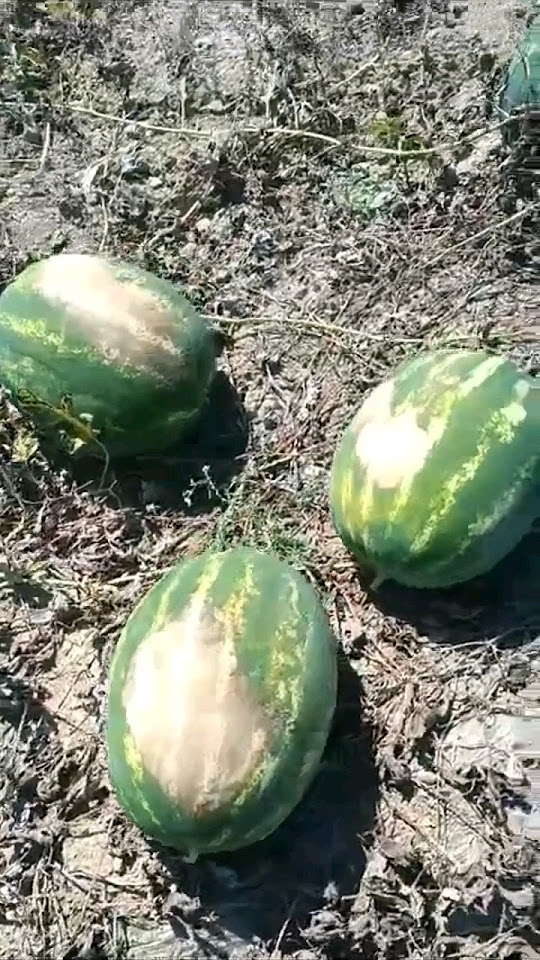 Сгоревший арбуз 🍉☀️🔥 - YouTube