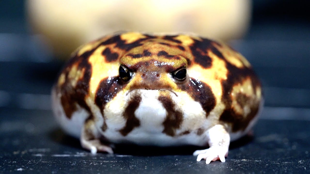 Rain frogs are so cute in close-up shots2 - YouTube