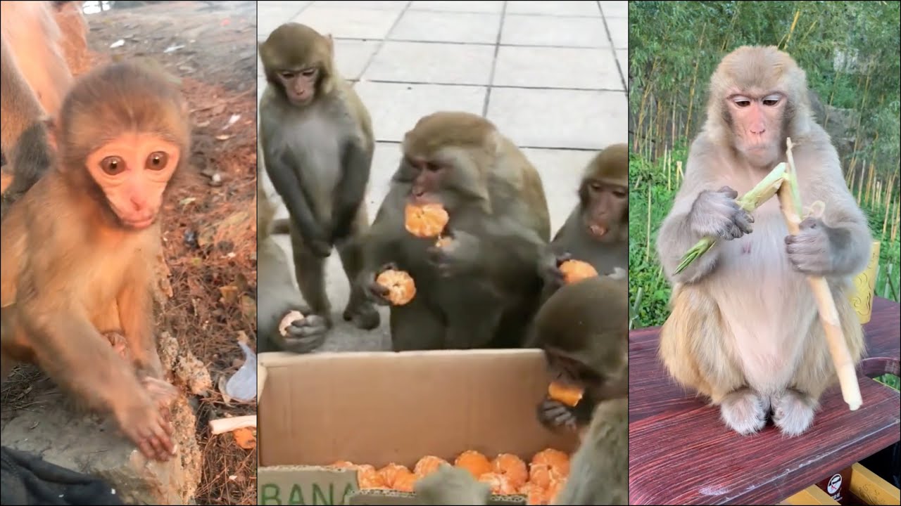 Intelligent monkeys - YouTube