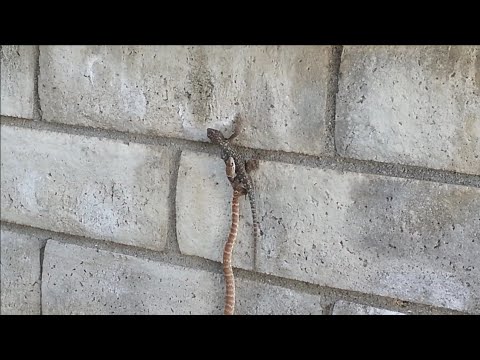 Amazing Snake vs Lizard fight. Lizard escapes anyway.... - YouTube