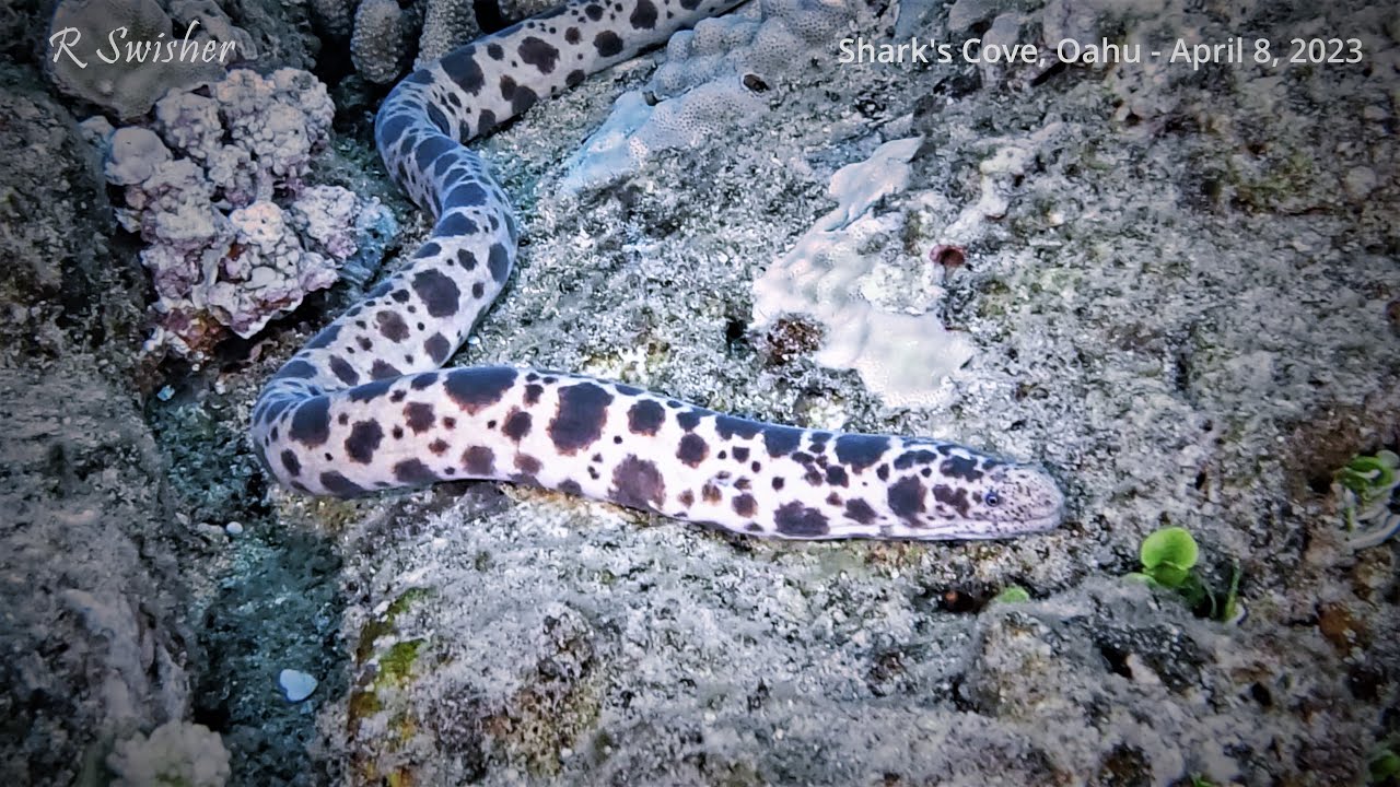 Tiger Moray Eel (Puhi) on the Hunt at Shark's Cove, Oahu, Hawaii - YouTube