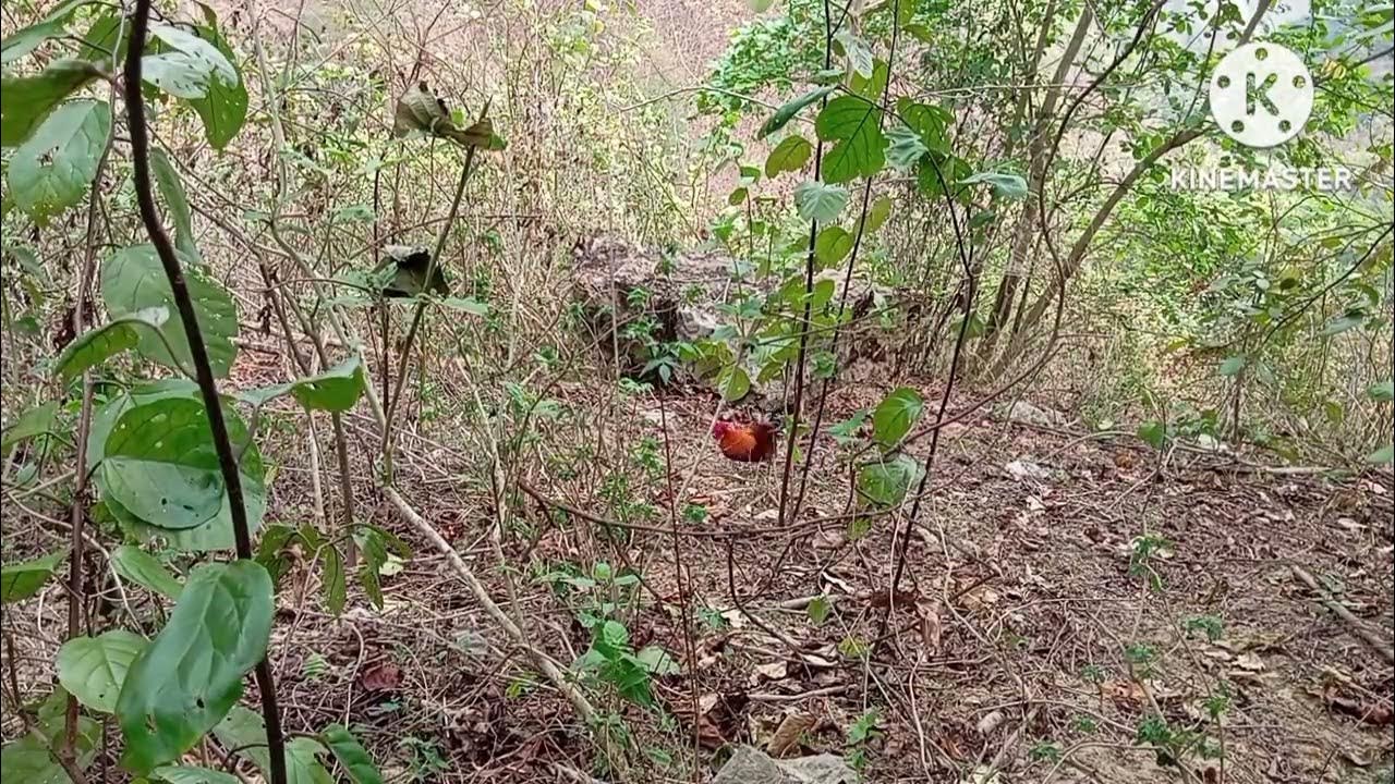 Cuab qaib qus tuaj zoo tiag -5-4-2025 - YouTube