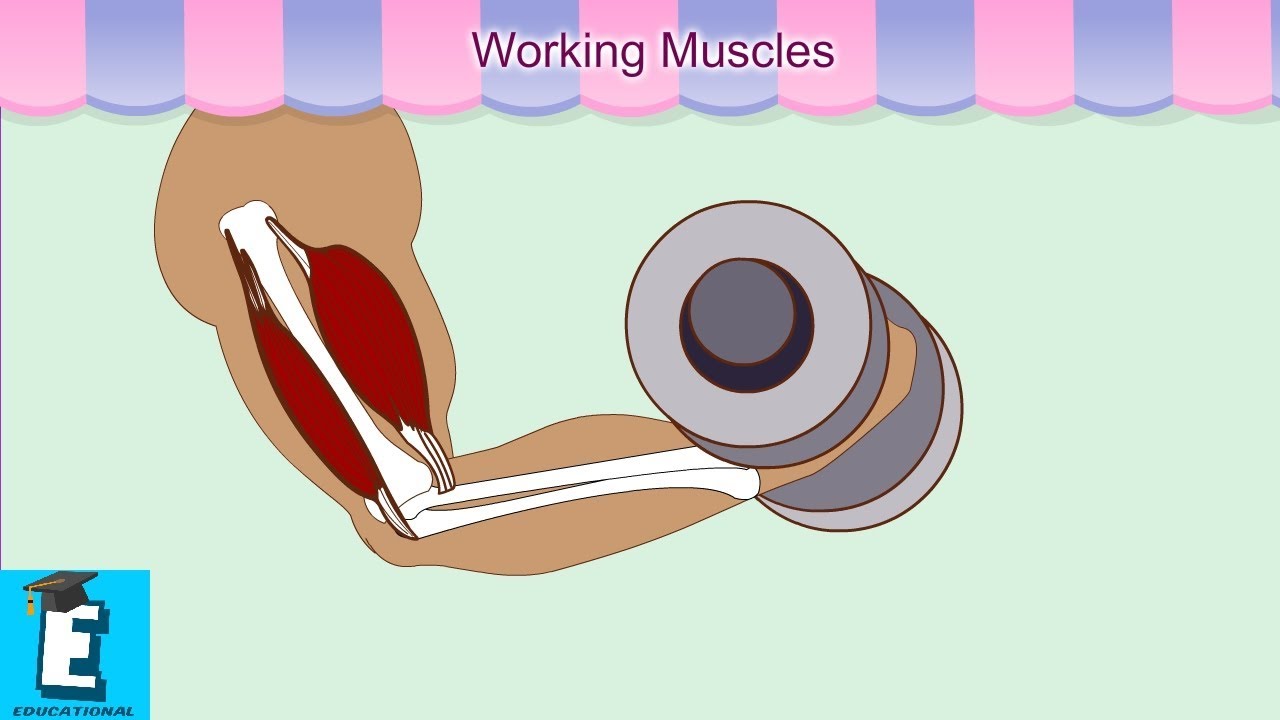 Working Muscles Learn for Children and Kids | EDUKID Learning - YouTube