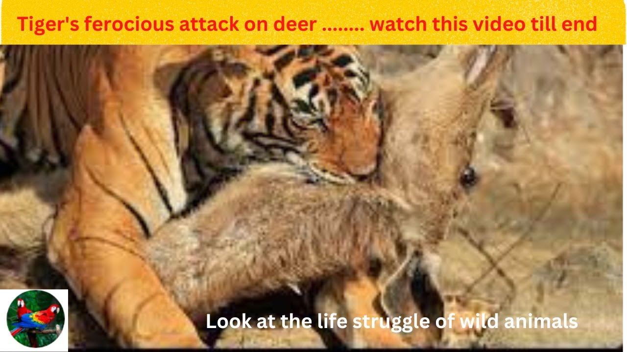 Tiger Attack On Deer | 12 Interesting Facts | wild animals - YouTube