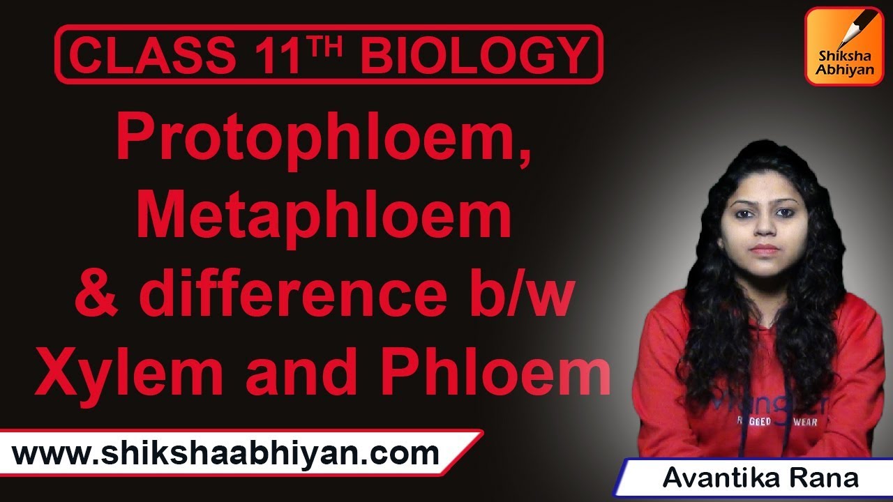 Protophloem, Metaphloem & Difference btw Xylem & Phloem-#CBSE Class 11 ...