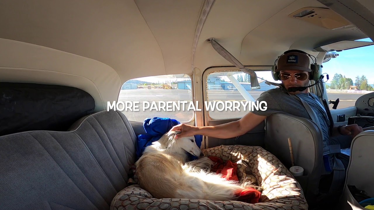 Our Whippet's First Cessna Flight - YouTube
