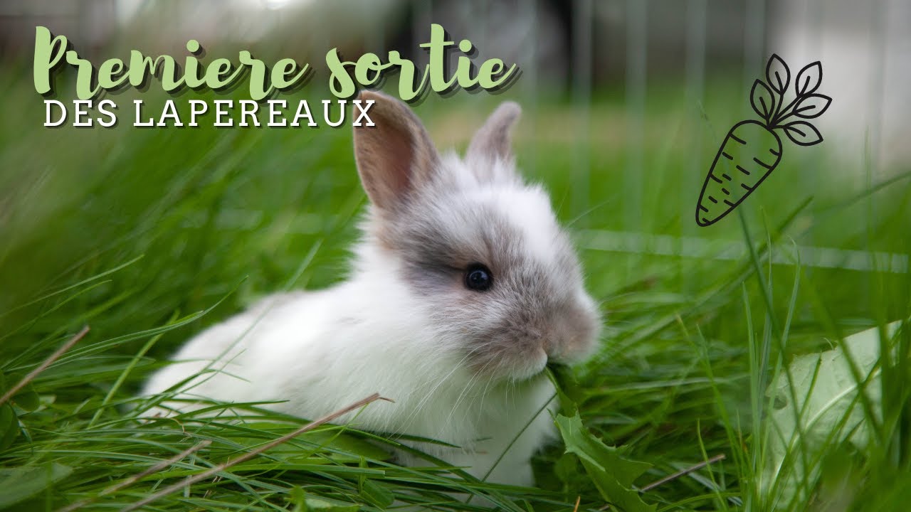 Première sortie des lapereaux à l'extérieur - YouTube