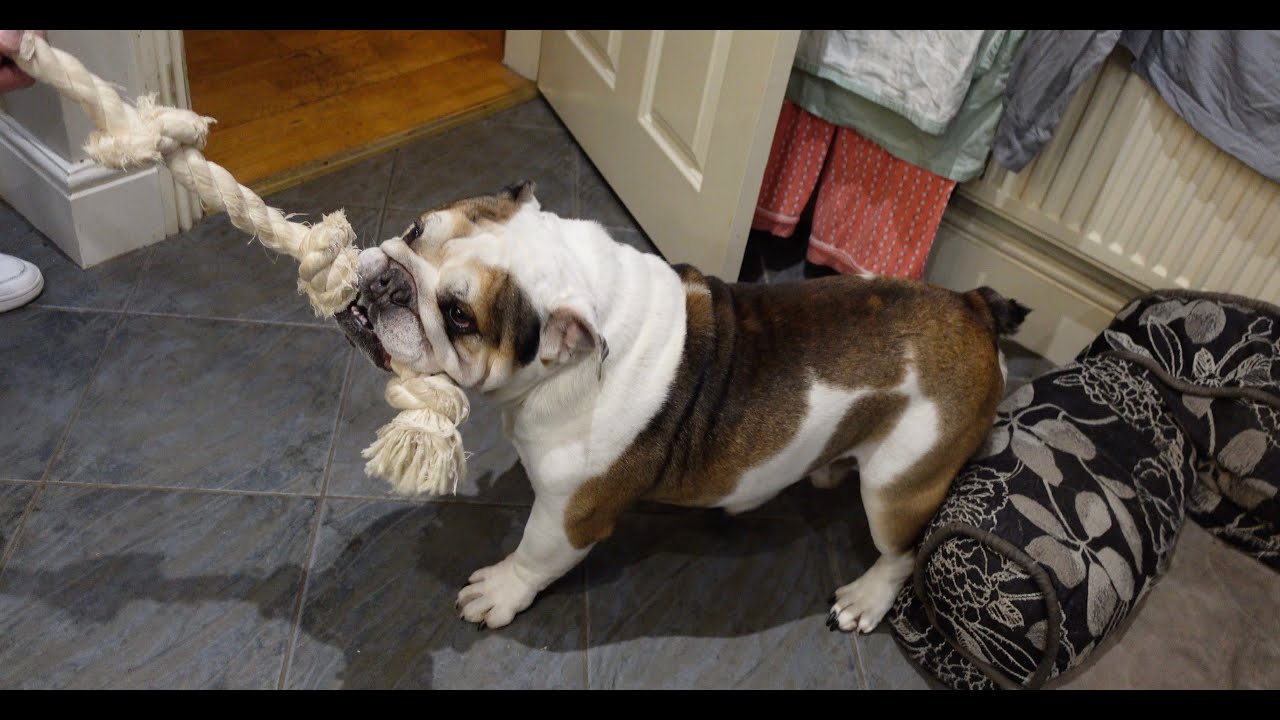 Walter The Bulldog vs His Daddy - Who Will Win The Tug of War? - YouTube