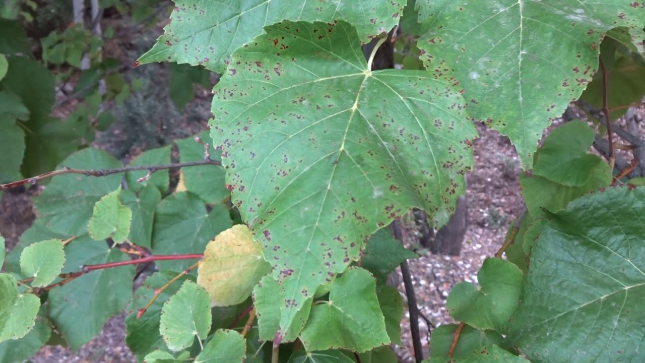 Tilo de hojas anchas: Tilia platyphyllos (www.riomoros.com) - YouTube