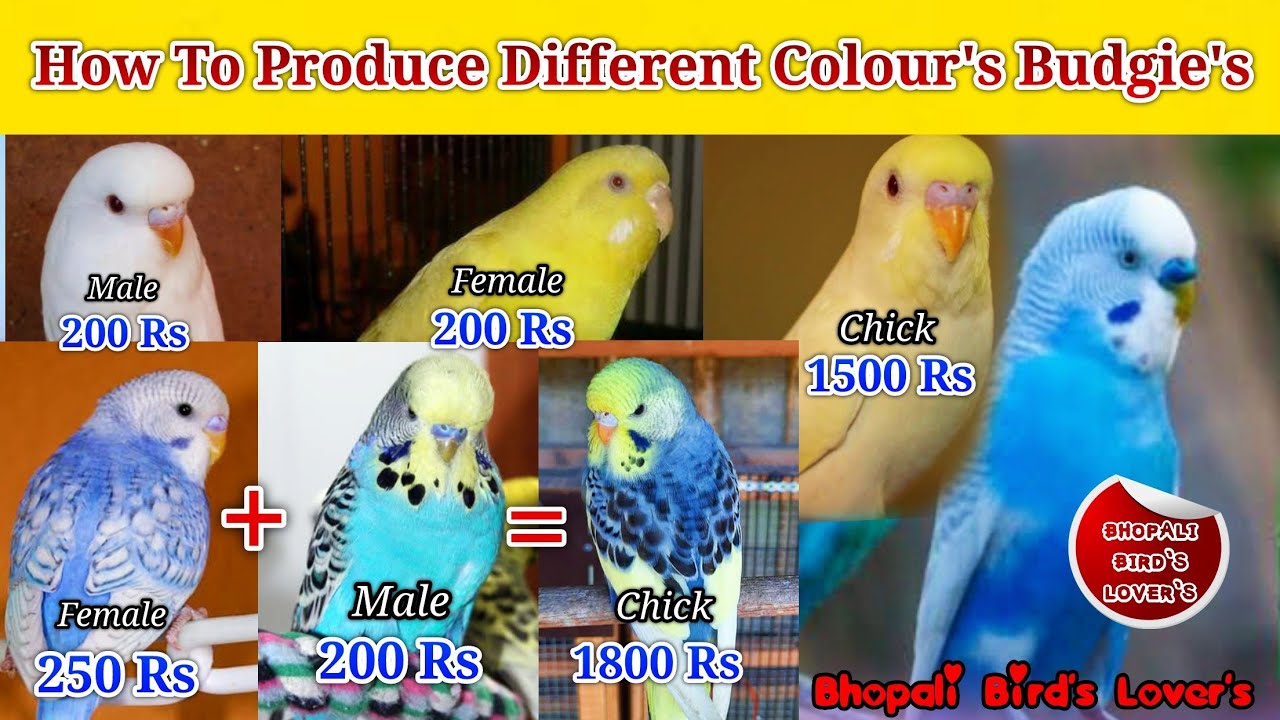 How to Produce Different Colour's Budgie's//कैसे पैदा होगी महंगी ...