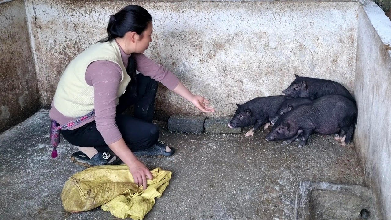 My Journey to Buy Black Pigs from Local People to Raise, My Daily Life ...