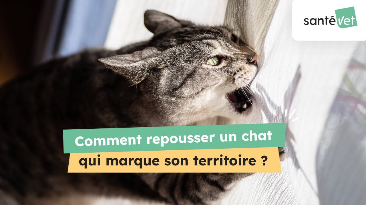 🐈 Comment repousser les chats qui marquent trop leur territoire ? - YouTube