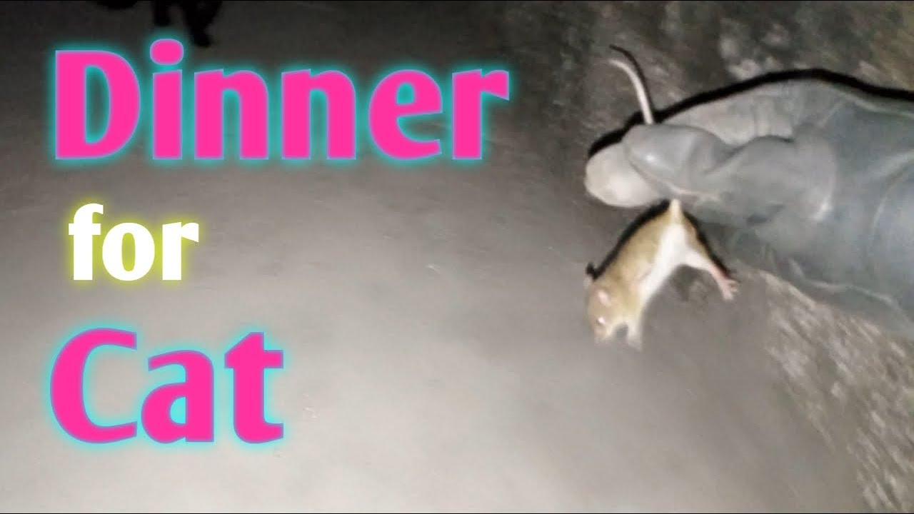 Dinner for Cat | cat chasing mouse - YouTube