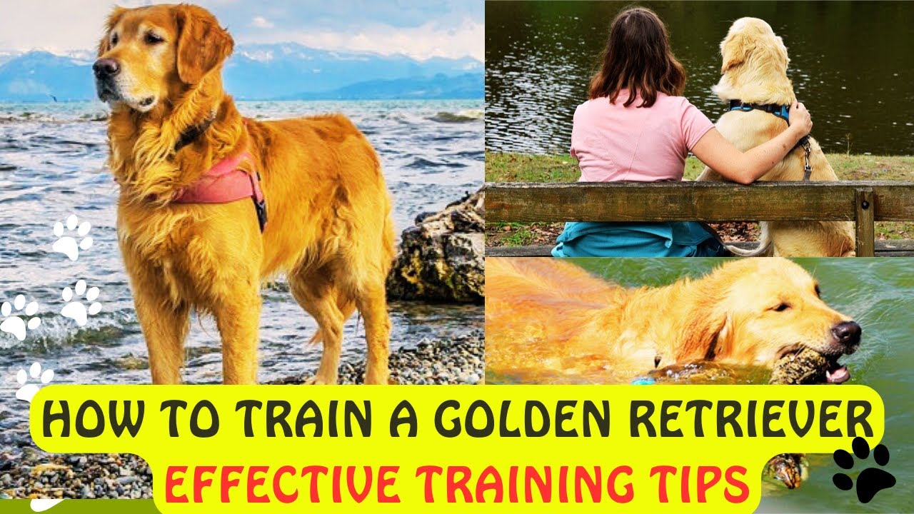 How to Train a Golden Retriever | Golden Retriever Training Guide # ...