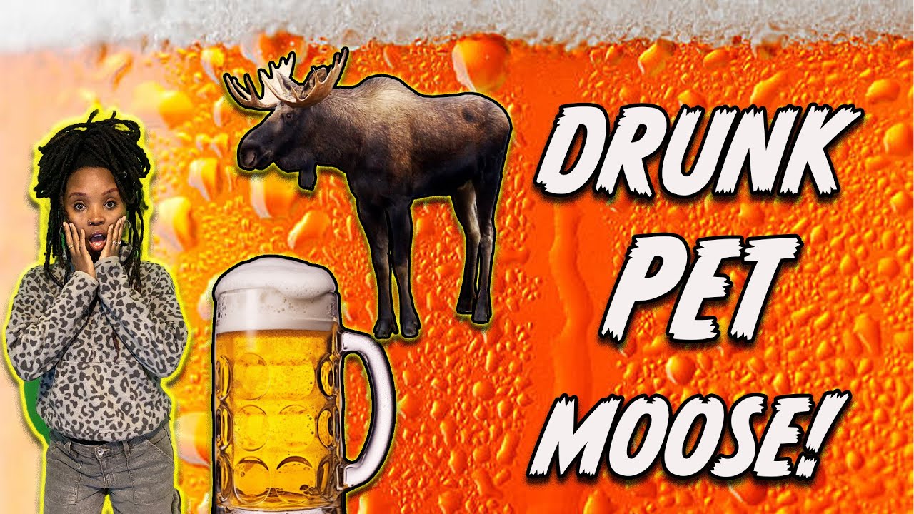 HIS DRUNK PET MOOSE, FELL DOWN THE STAIRS! - YouTube