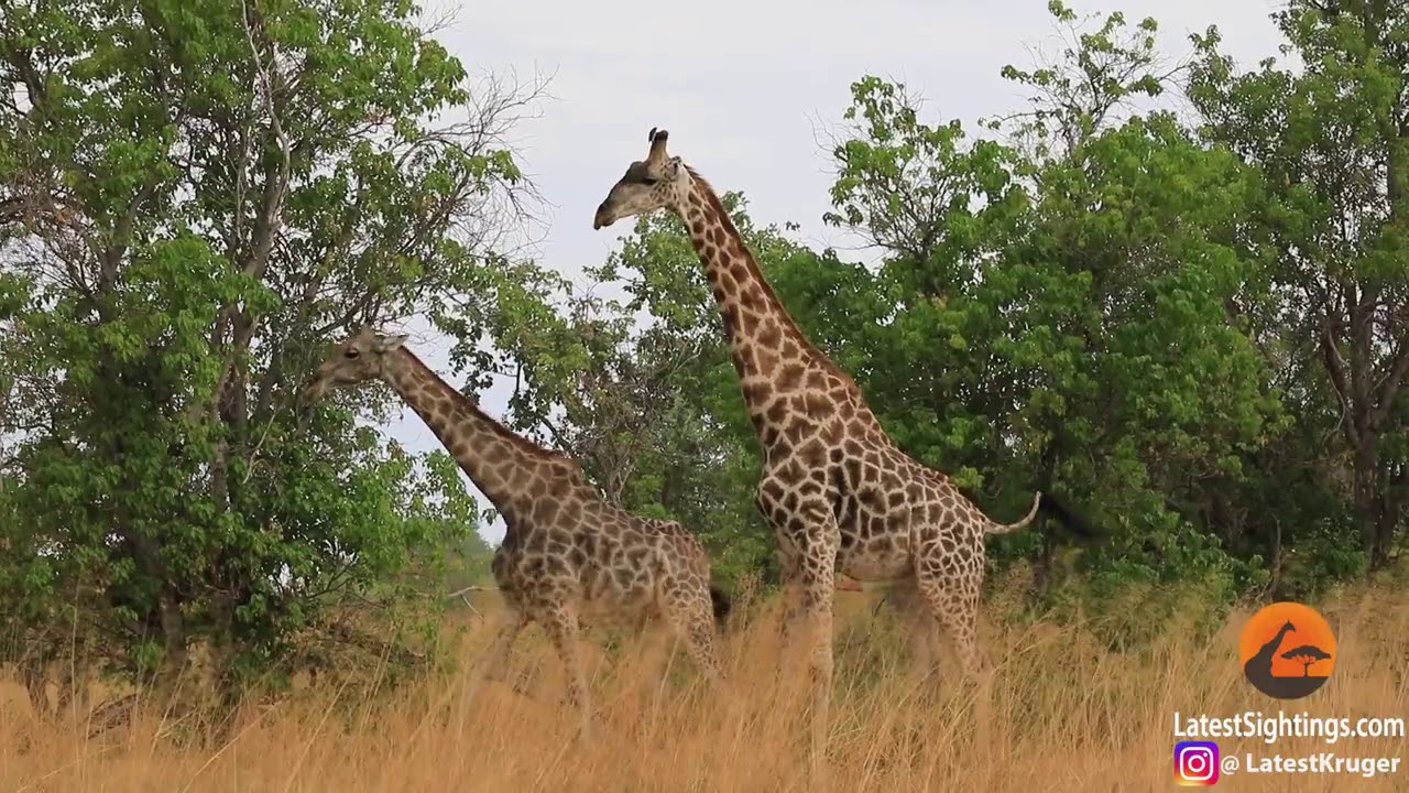 Giraffe mating very fast - YouTube