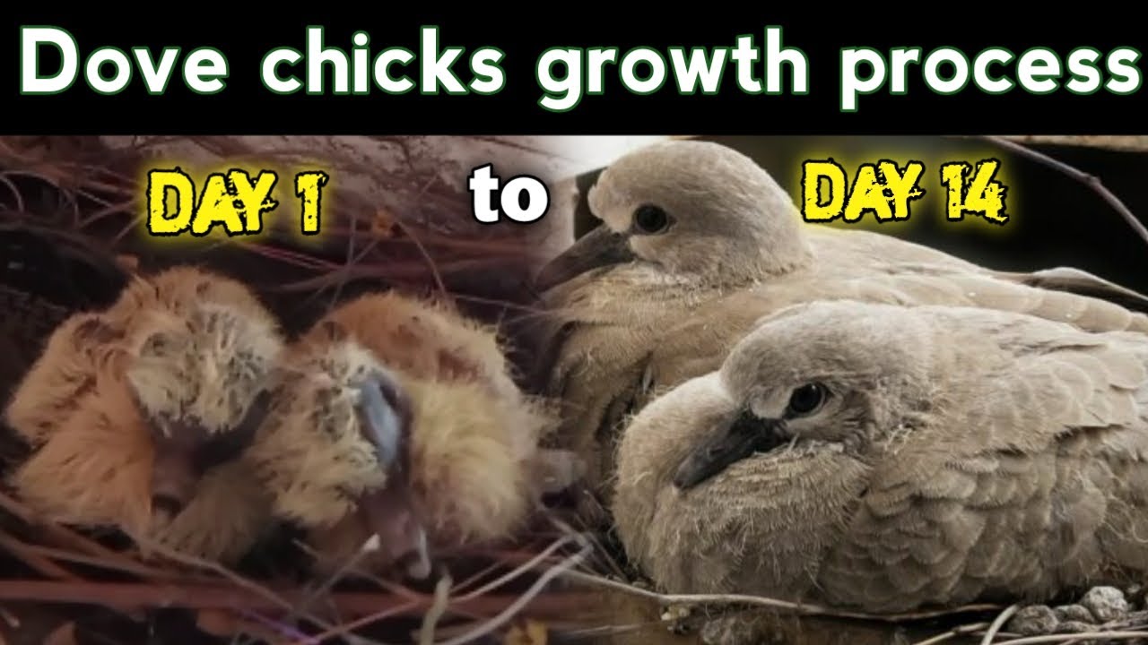 Dove chicks growth process || dove chicks growth day 1 to day 14 ...
