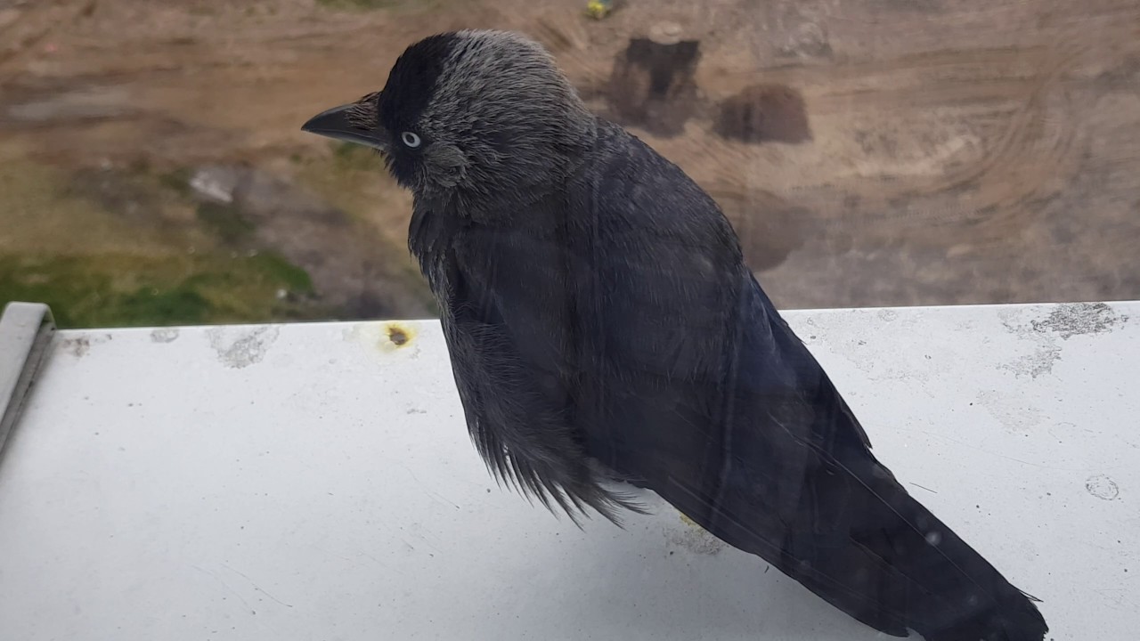 BIRD: CROW HD - YouTube