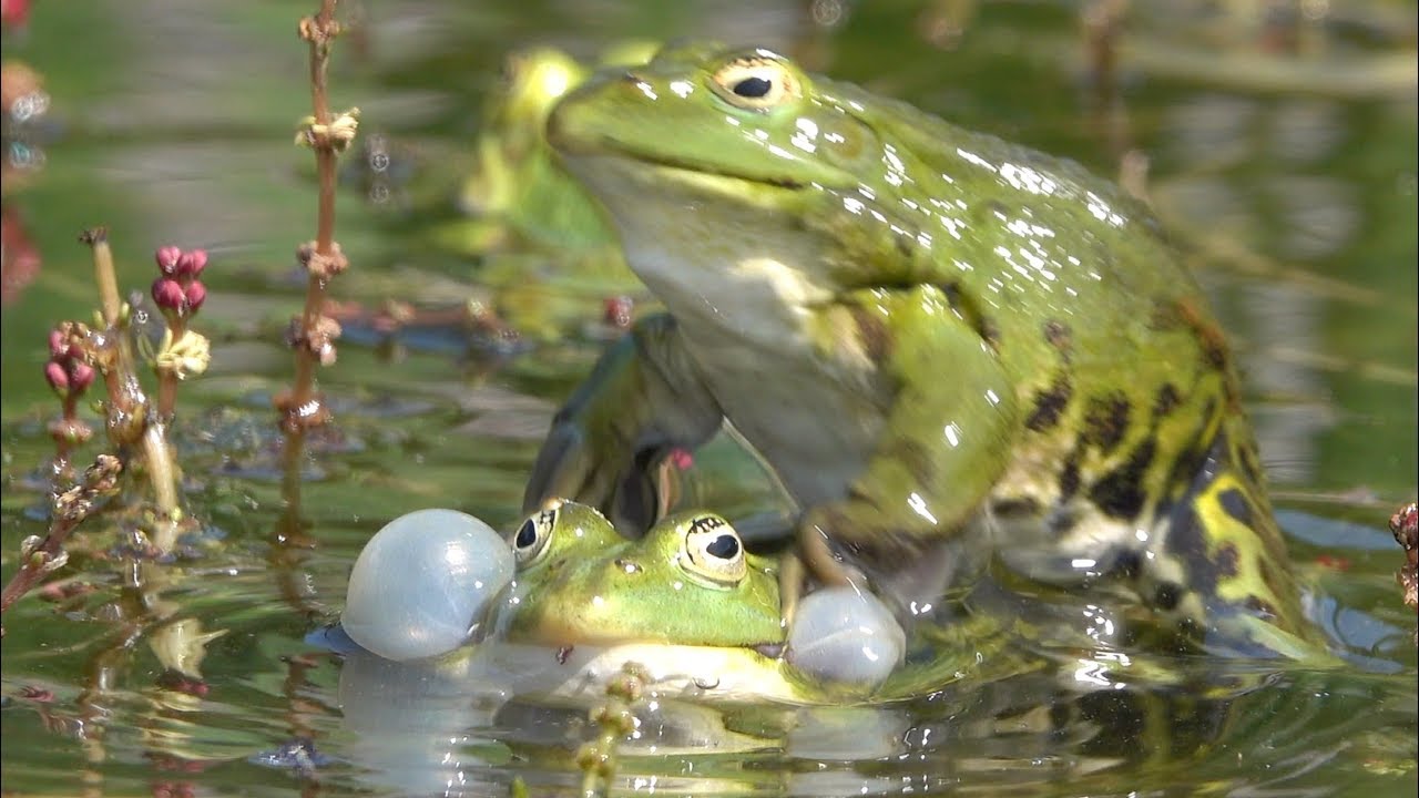 4K Video SONY RX10 IV. Green frogs. Grünfrösche. Eifel, Germany - YouTube