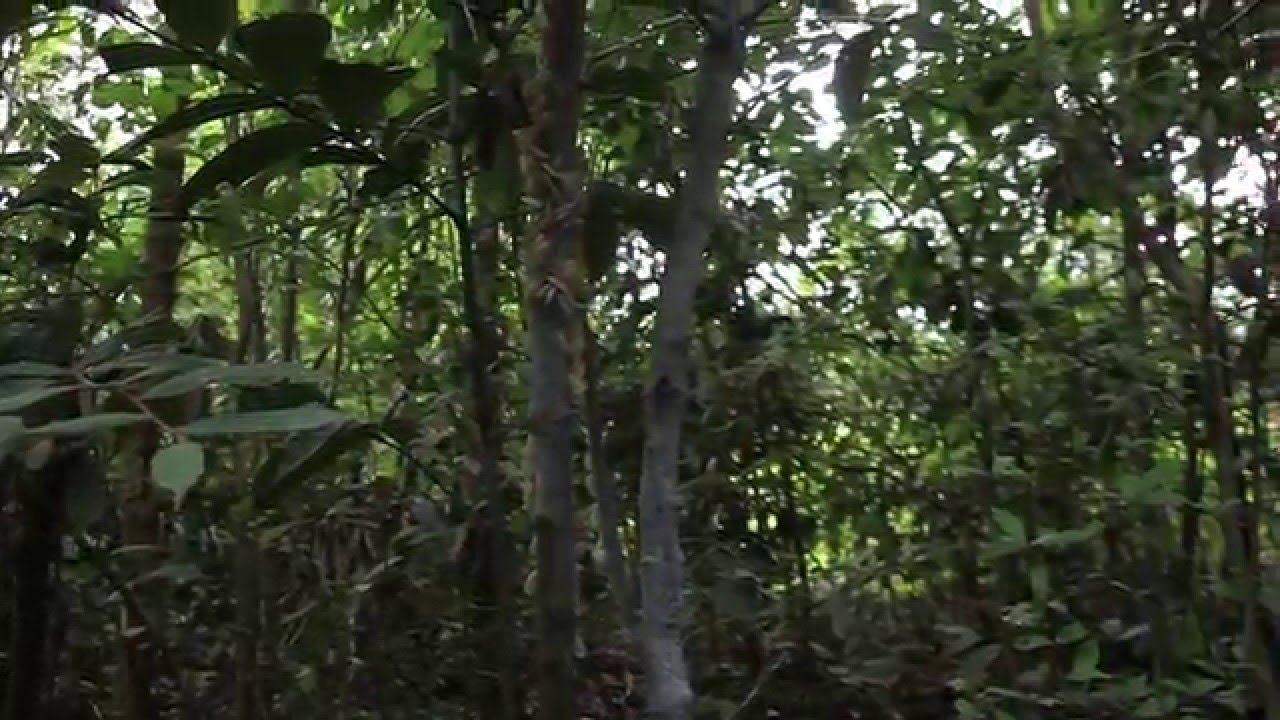 Virgin Forest - YouTube