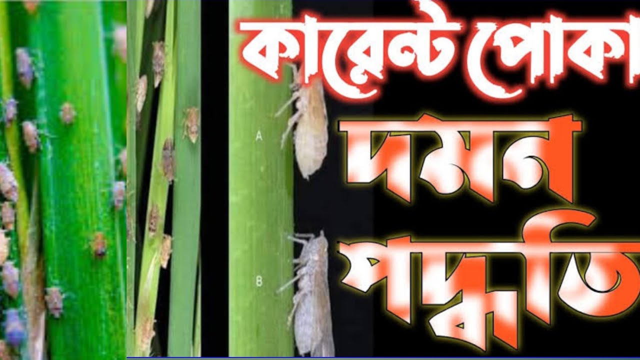 ধানের কারেন্ট পোকা দমনের উপায়। Dhan are current poka dhamon - YouTube