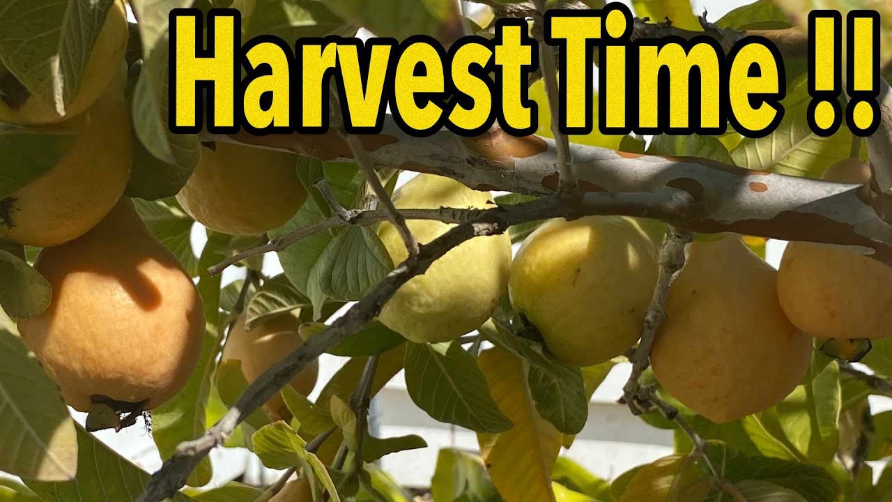 When to Pick Guavas and How to Eat Them – It’s Guava Season! - YouTube