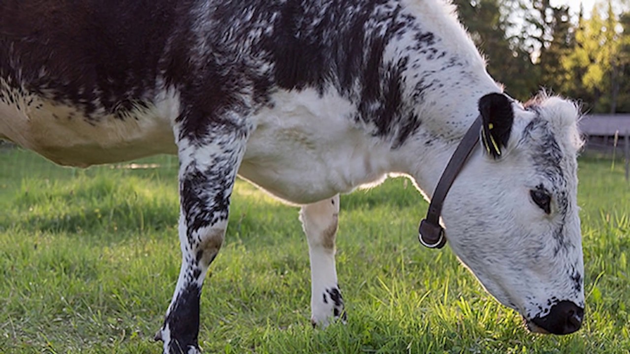 Swedish Mountain Cattle | Rugged Browsers Rich Creamy Milk - YouTube