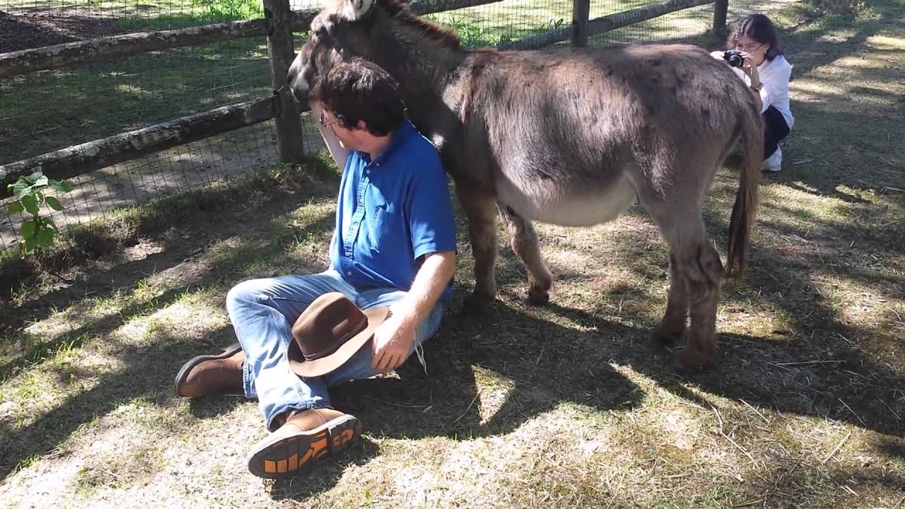 Walking with donkeys at Donkey Park in Ulster Park, NY - YouTube