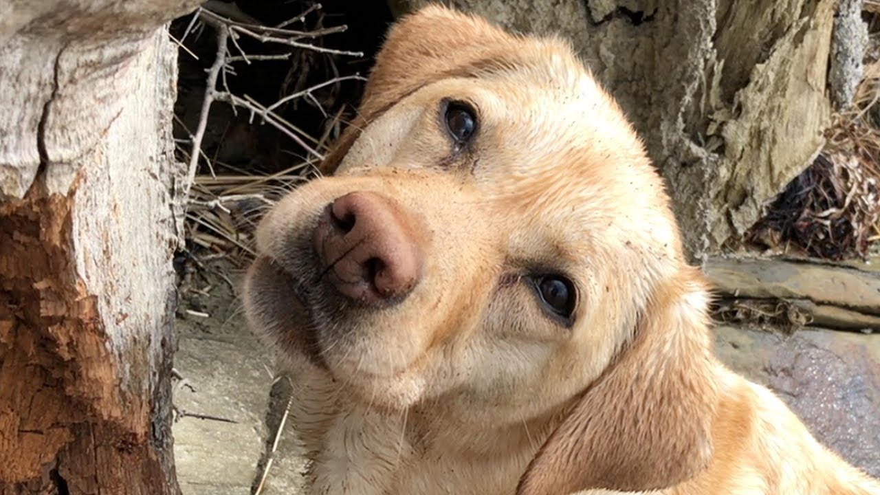 Stella Gets to the Root of the Problem - YouTube