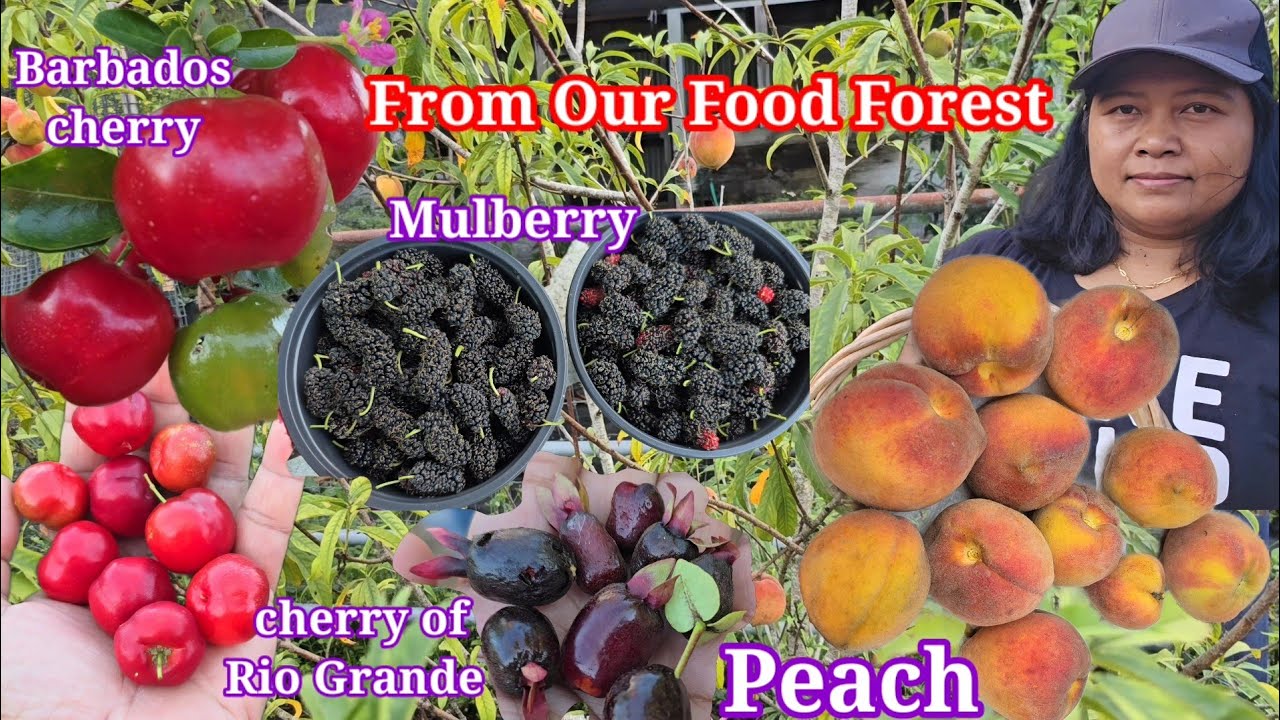 Harvest today: Peach, Cherries 🍒 Mulberries - YouTube
