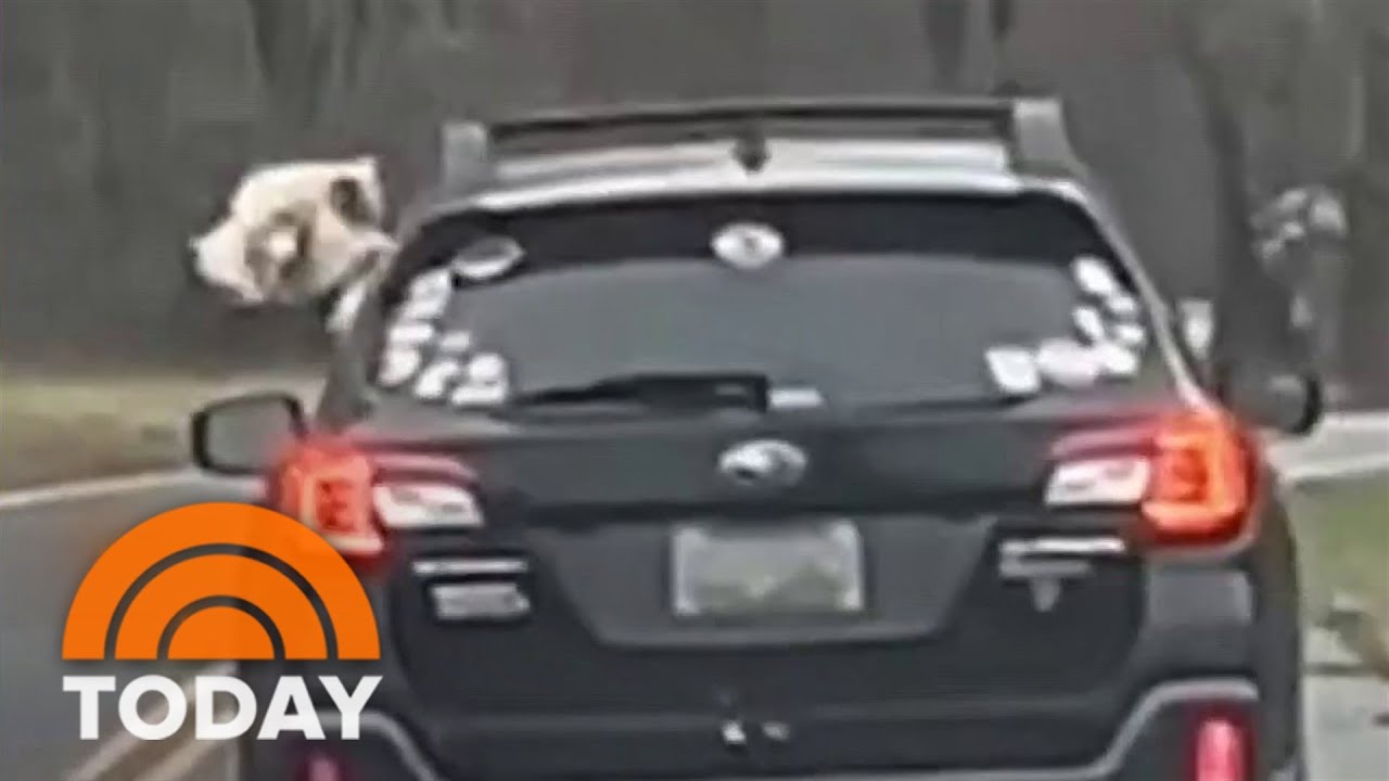 Watch: Dog hilariously gets the ‘zoomies’ during car ride - YouTube