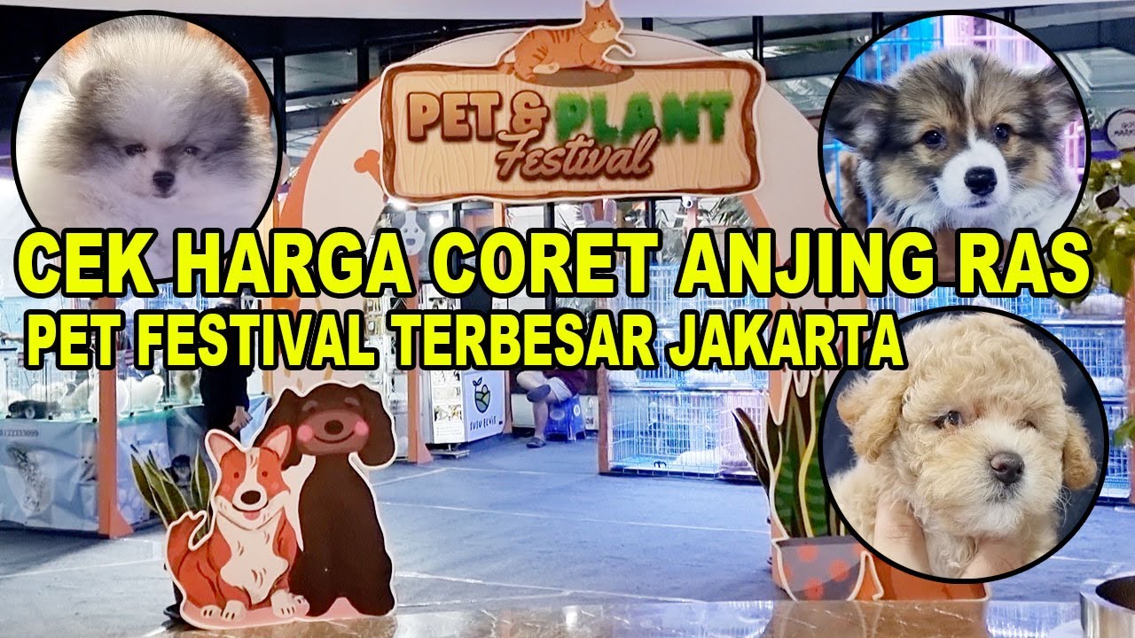 Daftar Harga Coret Anjing Ras Di Pet Festival TERBESAR Jakarta ...