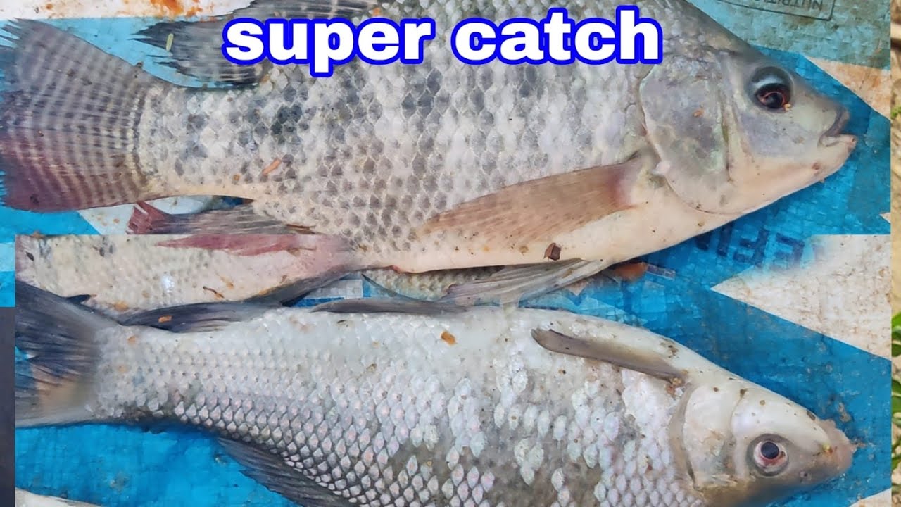 super catch 🪝 single hook @fishing mania.... - YouTube