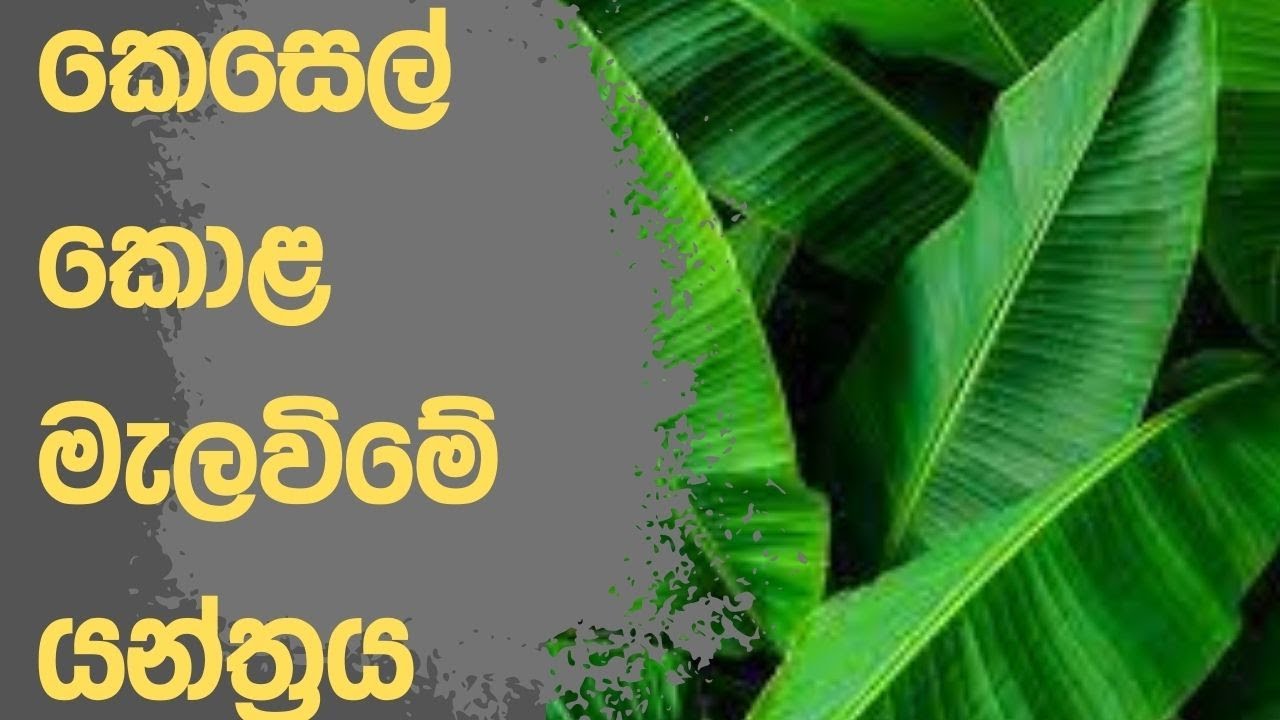 Kesel Kola (කෙසෙල් කොළ) - YouTube