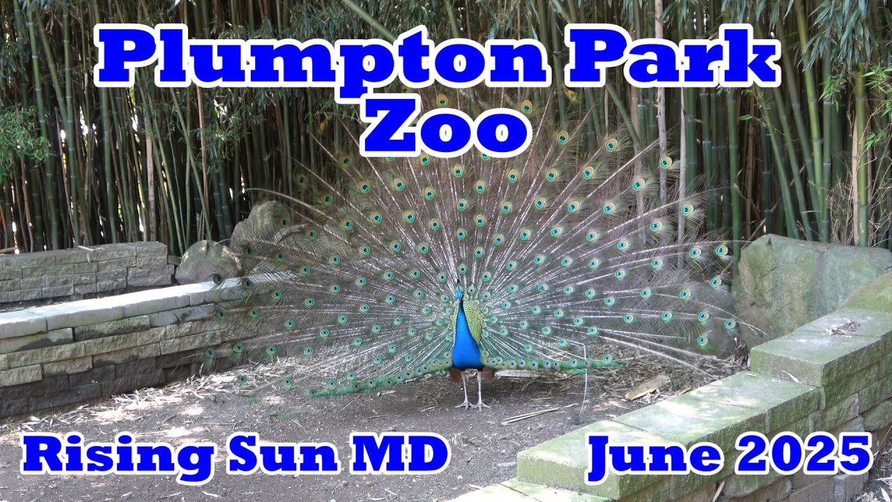 Plumpton Park Zoo Rising Sun MD June 2025 - YouTube