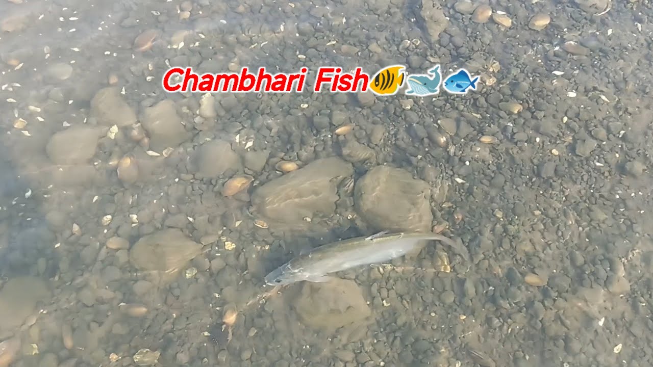 Chambhari Fish🐠🐟 Catch Fish Chambhari Fish Fishing In Net Fishing |Best ...