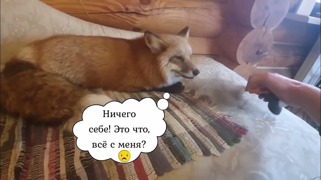 Ли Сяо / Alice the Fox Лиса Алиса (Почему мокрые лапы?!) - YouTube