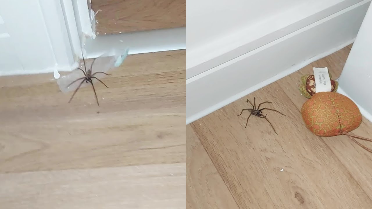 Dog eats a snappy, giant spider to save his terrified owner ...