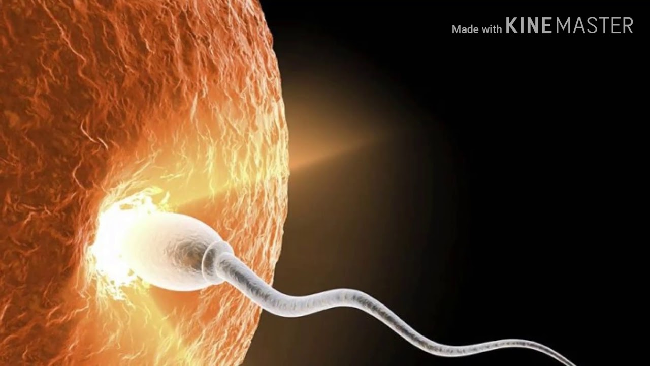 How sperm fuse with ova (egg) - YouTube