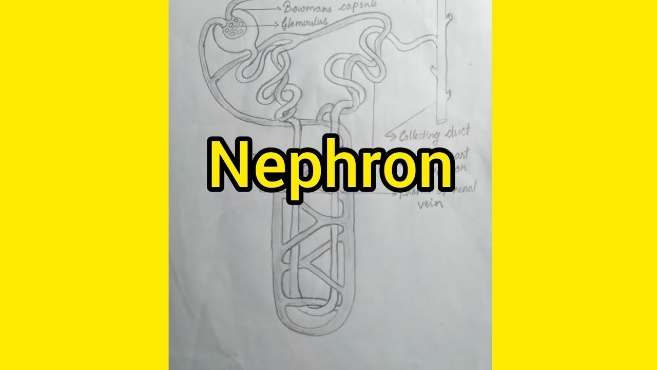 How to draw Nephron - YouTube