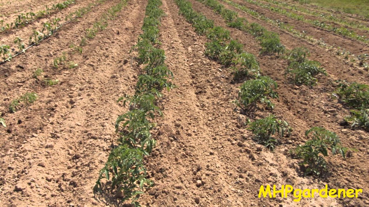 Planting Tomatoes, Down Deep or in a Trench, Which Way is Best? - YouTube