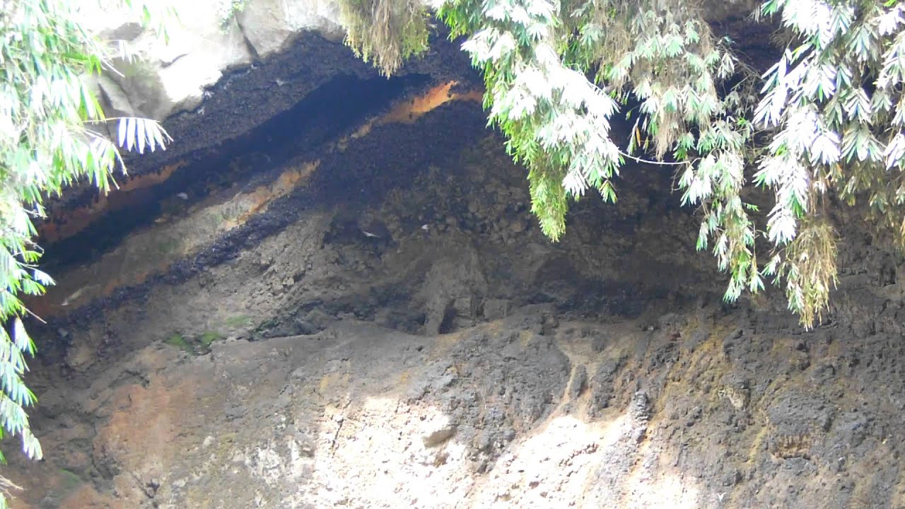 Bat cave in East Java - YouTube