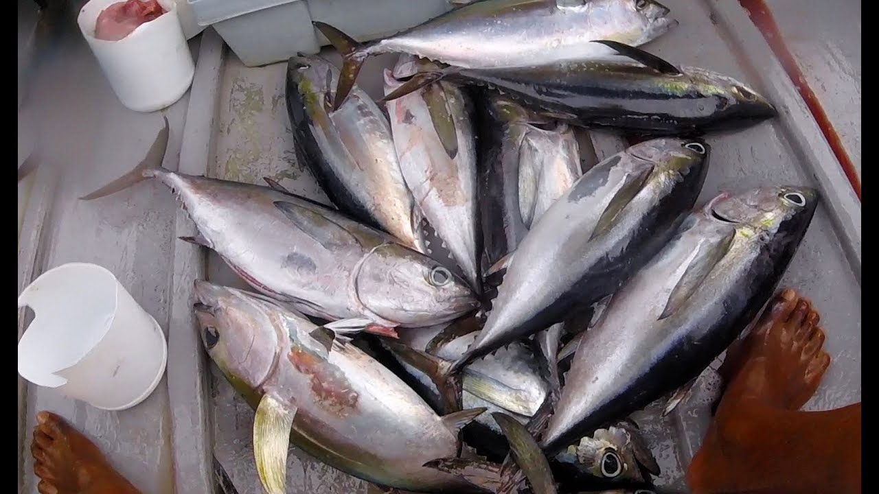 black fin tuna fishing barbados @blkbeird charters - YouTube