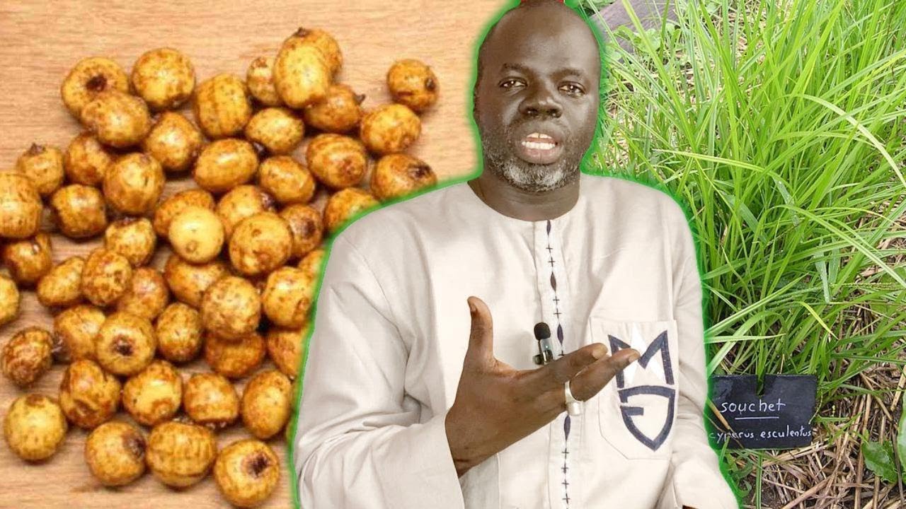 Ndiarignou ( Ndir ) Bienfaits et vertus Noix tigrée ou Souchet - Pr ...