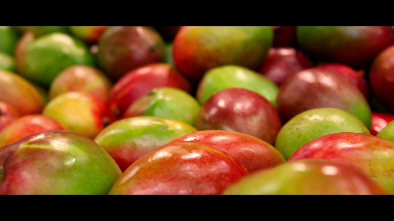 Exportación Mango Kent Perú | China - YouTube