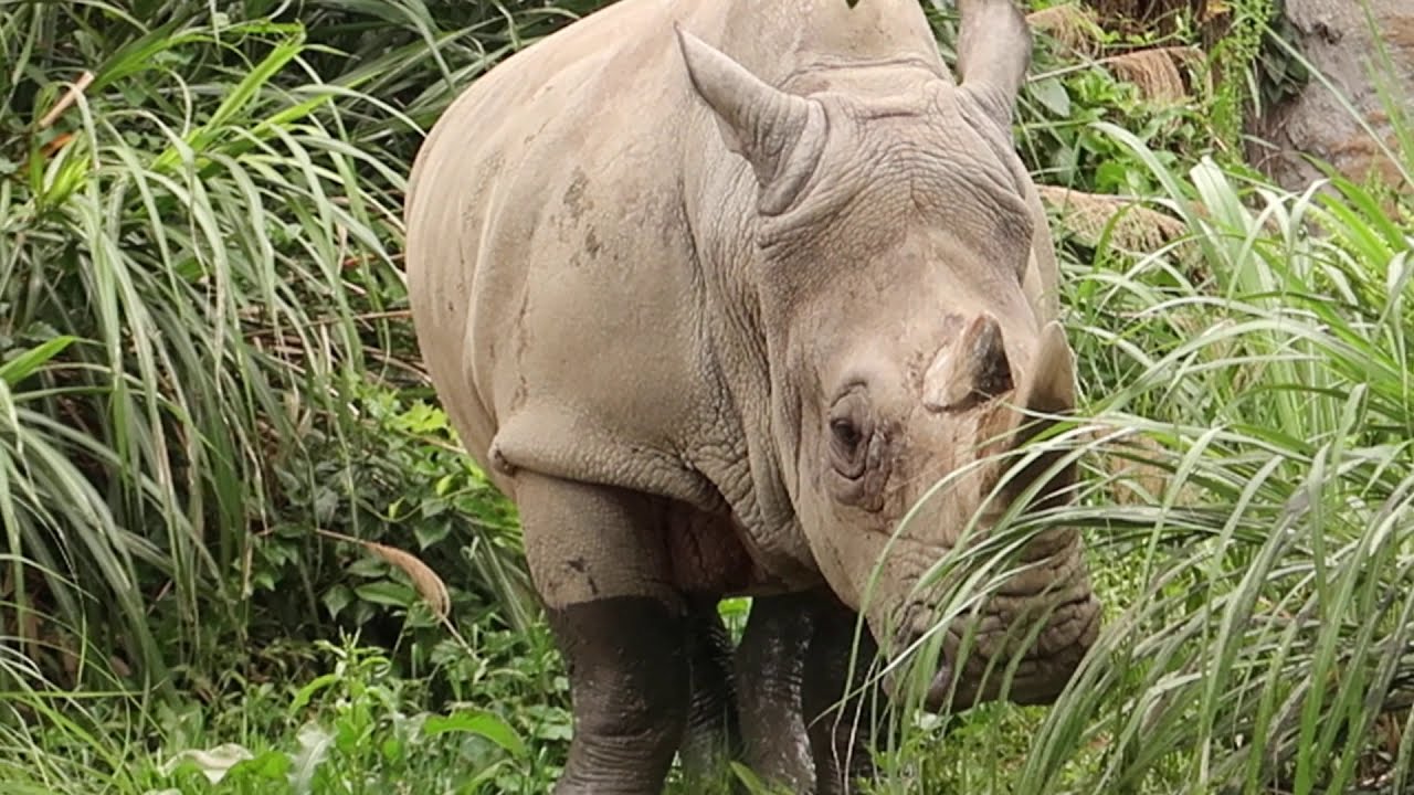 💨 White Rhino fart 💨 犀小姐放響屁 😲😆 - YouTube