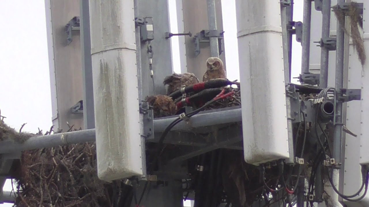 Church Owls, 2019/2020, SW Florida. Scratching, finding a stick, and ...