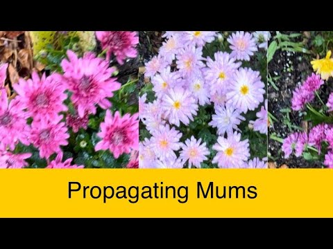 Propagating Garden Mum or Chrysanthemum from Cuttings | Mums flowering ...