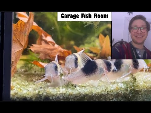 My Garage Fish Room Setup with Rare and Wonderful species! Small Simple ...
