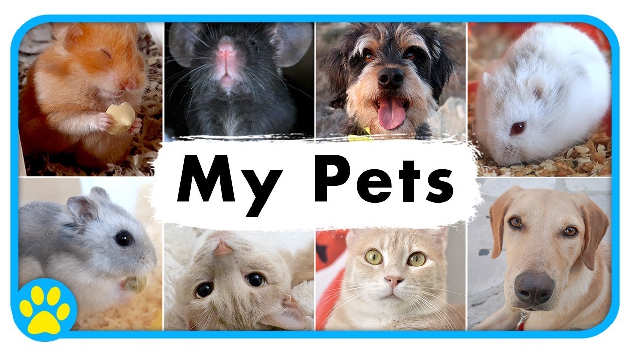 Meet Our Pets 2018 - YouTube